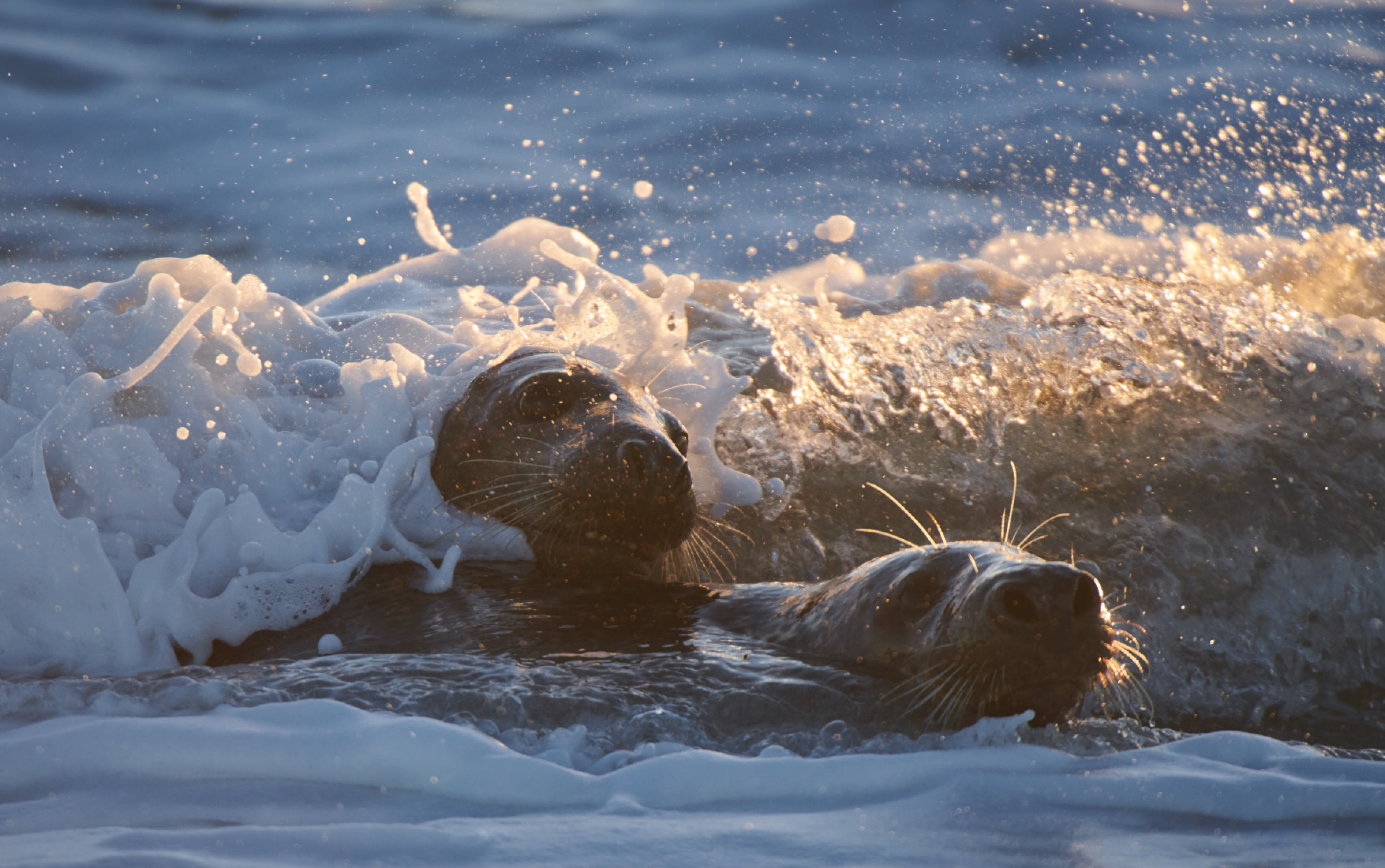 Levende billeder – UD & SE